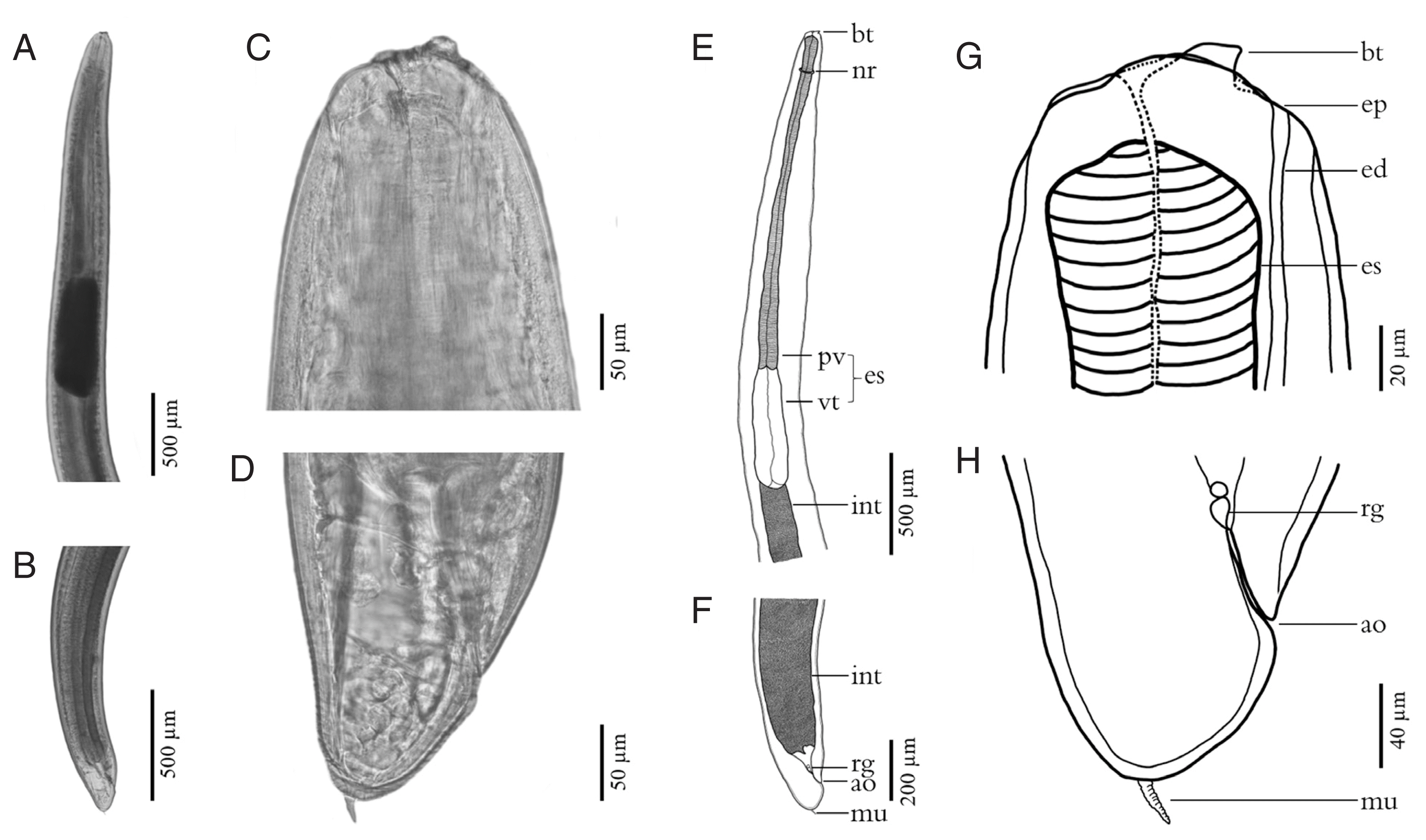 :: Parasites, Hosts and Diseases