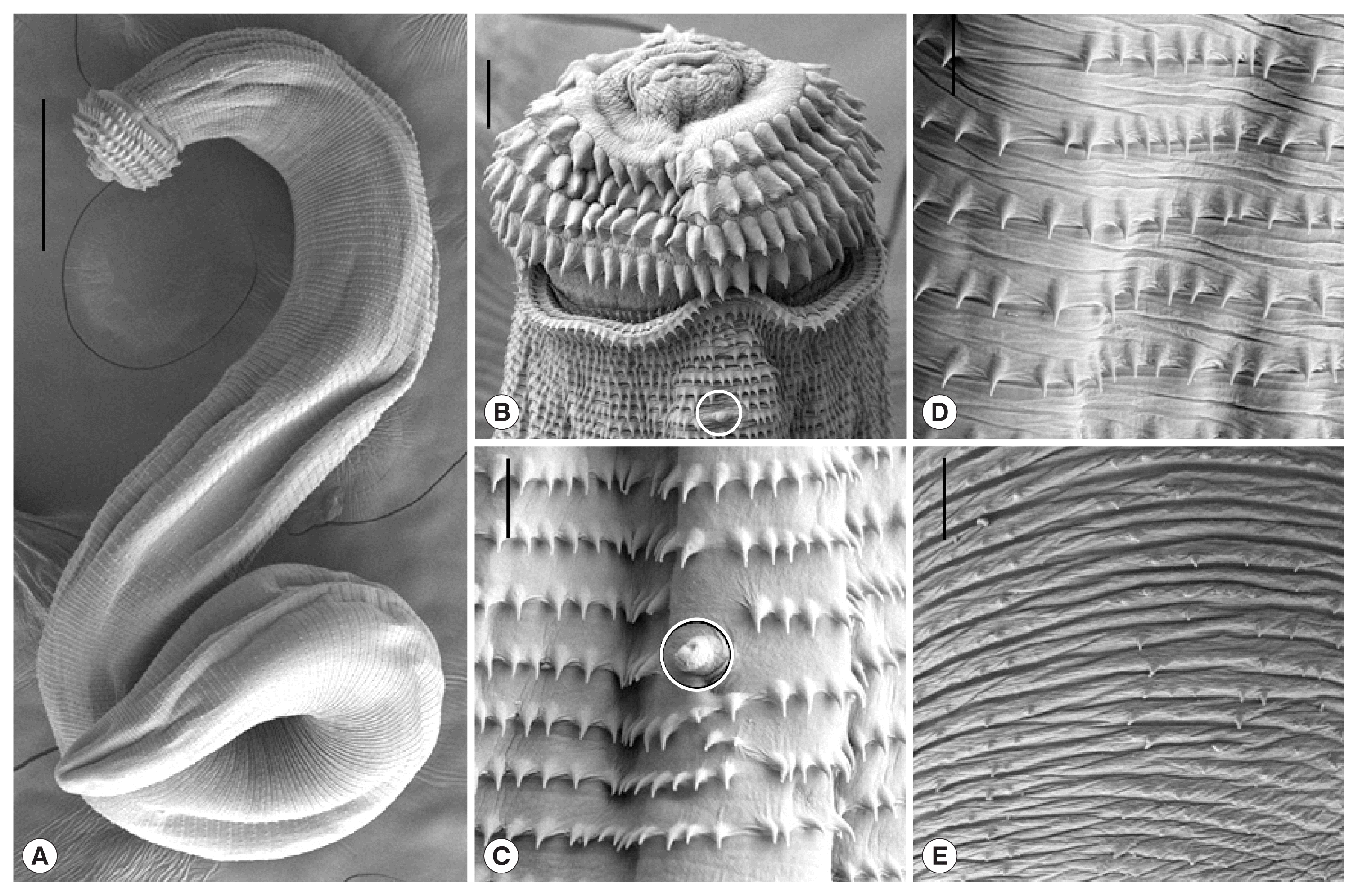 :: Parasites, Hosts and Diseases