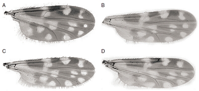 Species Diversity and Seasonal Distribution of Culicoides spp. (Diptera ...